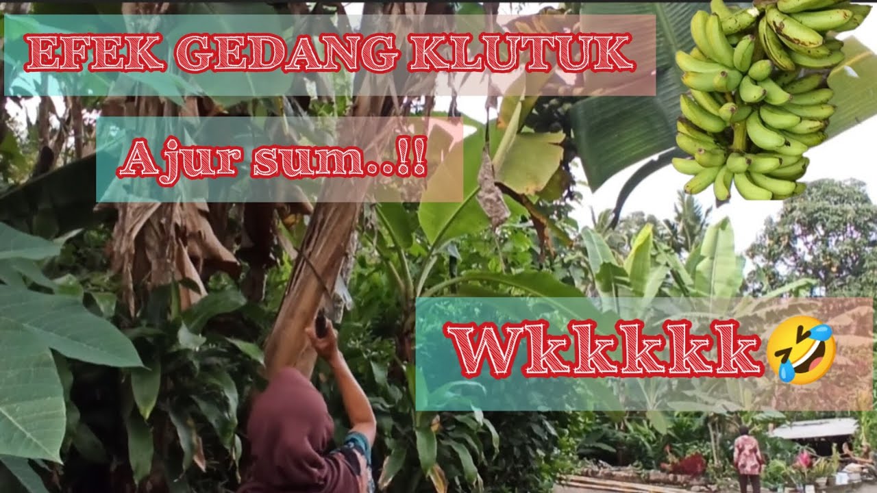 GOKIL‼️POHON PISANG PADA DOYONG | EFEK GEDANG KLUTUK - YouTube