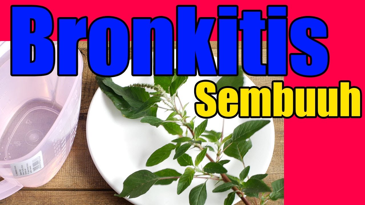 OBAT BRONKITIS atau OBAT SESAK NAFAS, Pengobatan Bronkitis,cara ...