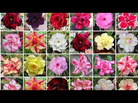 Biggest Adenium Nursey In Kolkata | Adenium Nursery | Adenium Plants ...