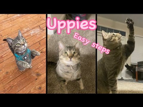 How to teach your cat to do simple Uppies (easy steps) - YouTube