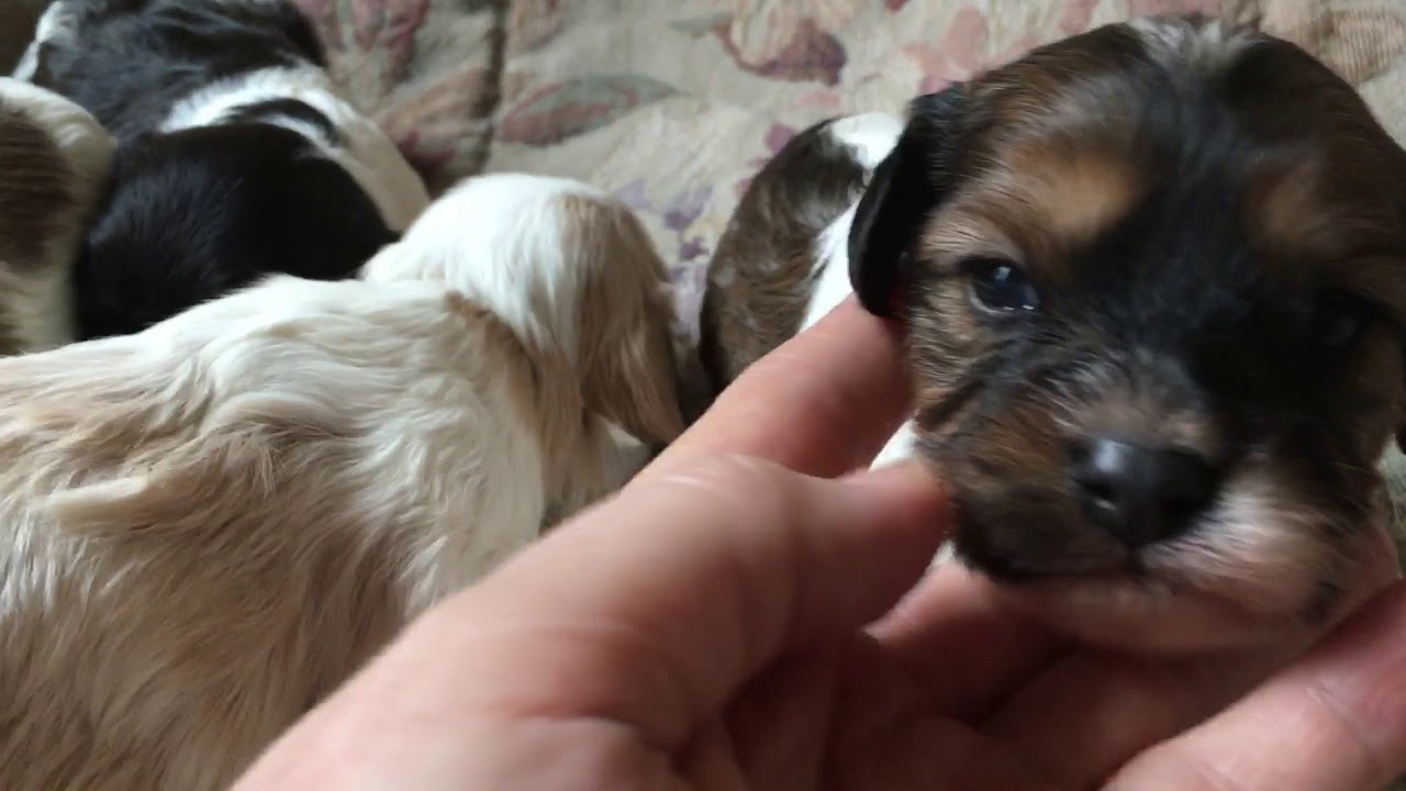 Sable phantom Cavapoo - YouTube