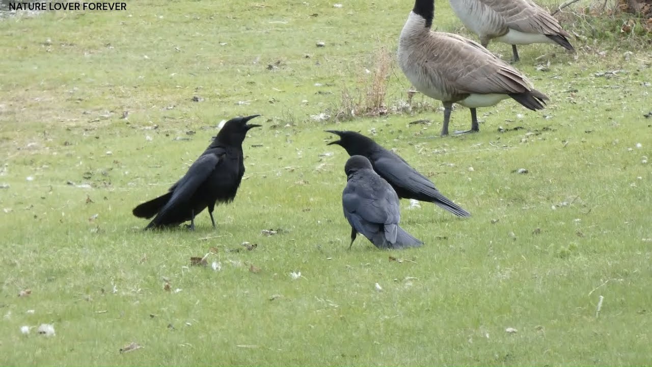Crows fighting and cawing #birds #nature - YouTube