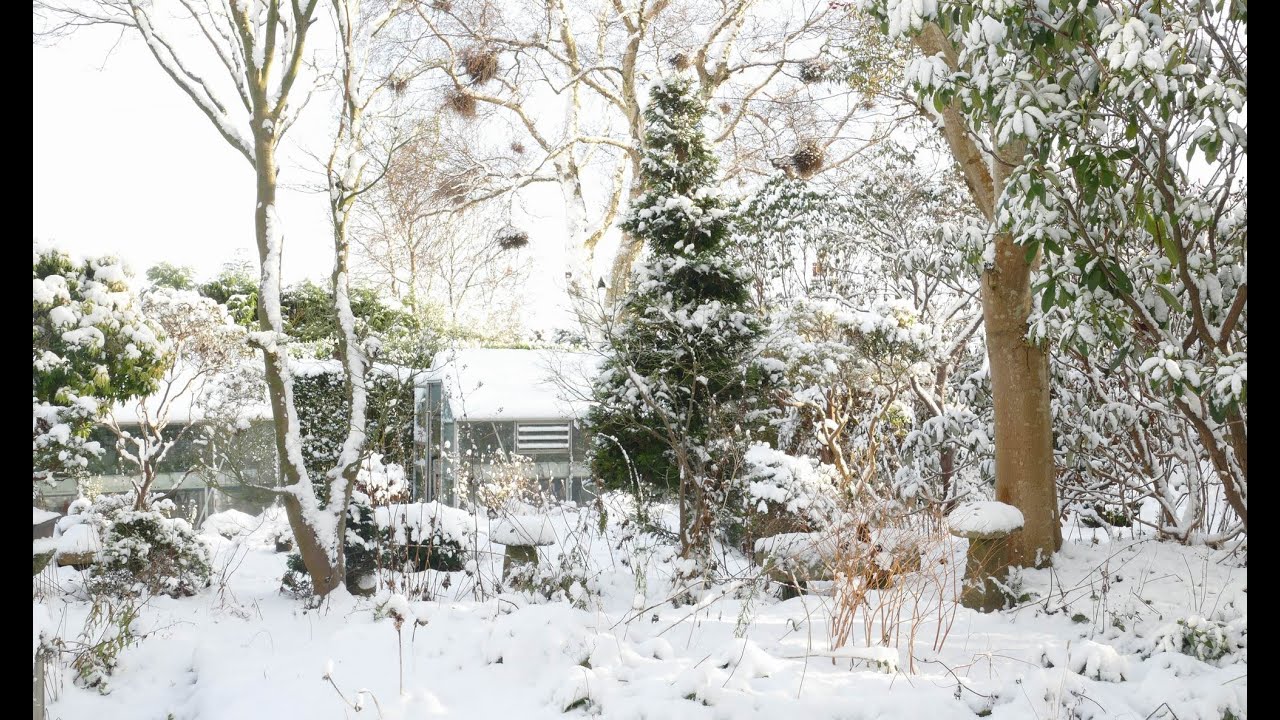 Bulb Log Video Diary A short walk in the snowy garden - YouTube