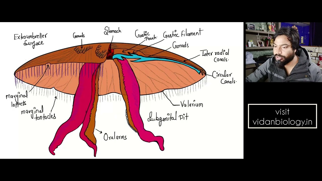 Aurelia (jelly fish) Habitat, structure and lifecycle - YouTube