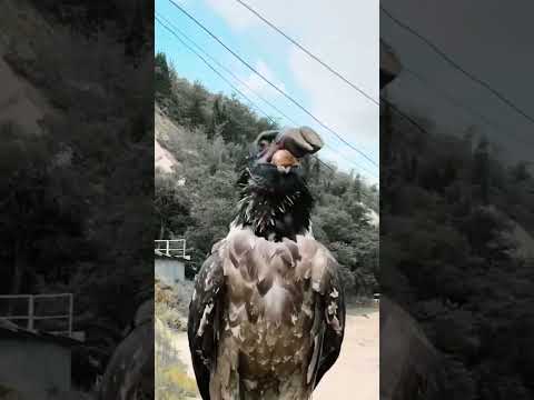 Sakallı Akbaba, dünyada esas olarak kemikten oluşan bir diyetle beslendiği bilinen tek kuştur