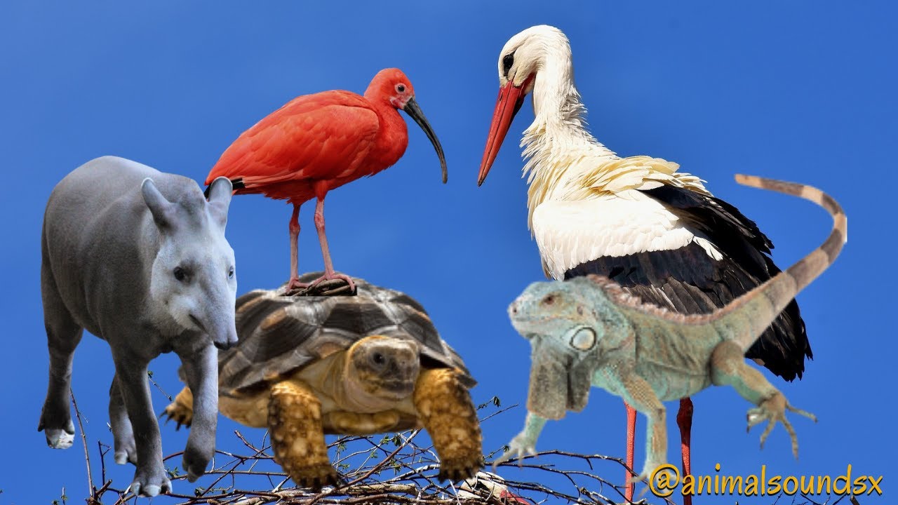 Funny animal sounds in daily life: leopard gecko, scarlet ibis, stork ...