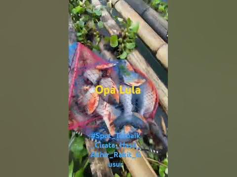 Panen Bawal di Spot Terbaik #Rakit_Gusur - YouTube