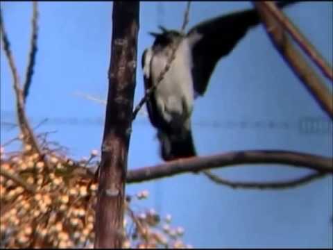 crow hunting 8 neww 12 crow shots 14 -12-2012 - YouTube