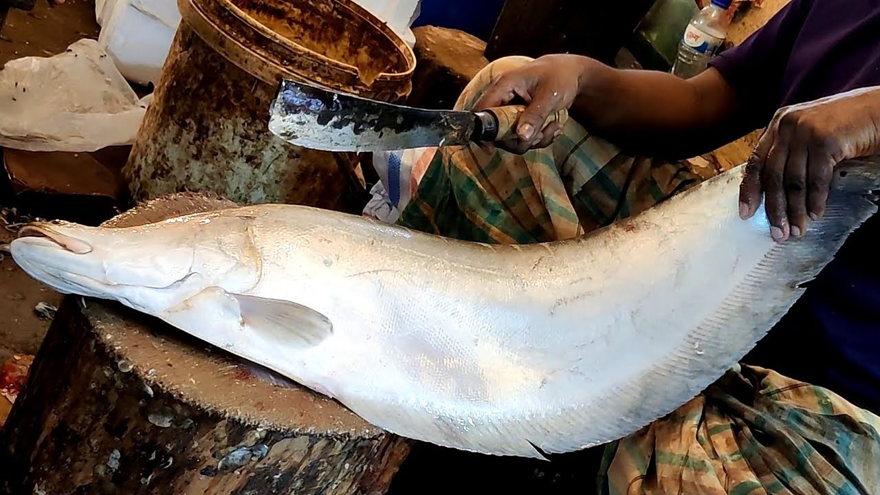 Amazing Big Clown Knife Fish Cutting By Expert Fish Cutter | Chitol ...