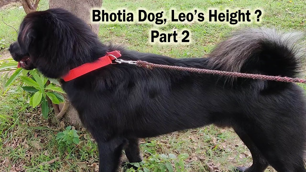 Bhotia Dog Leo's Height ? Part 2 # Uttrakhand Bhotia Dog - YouTube