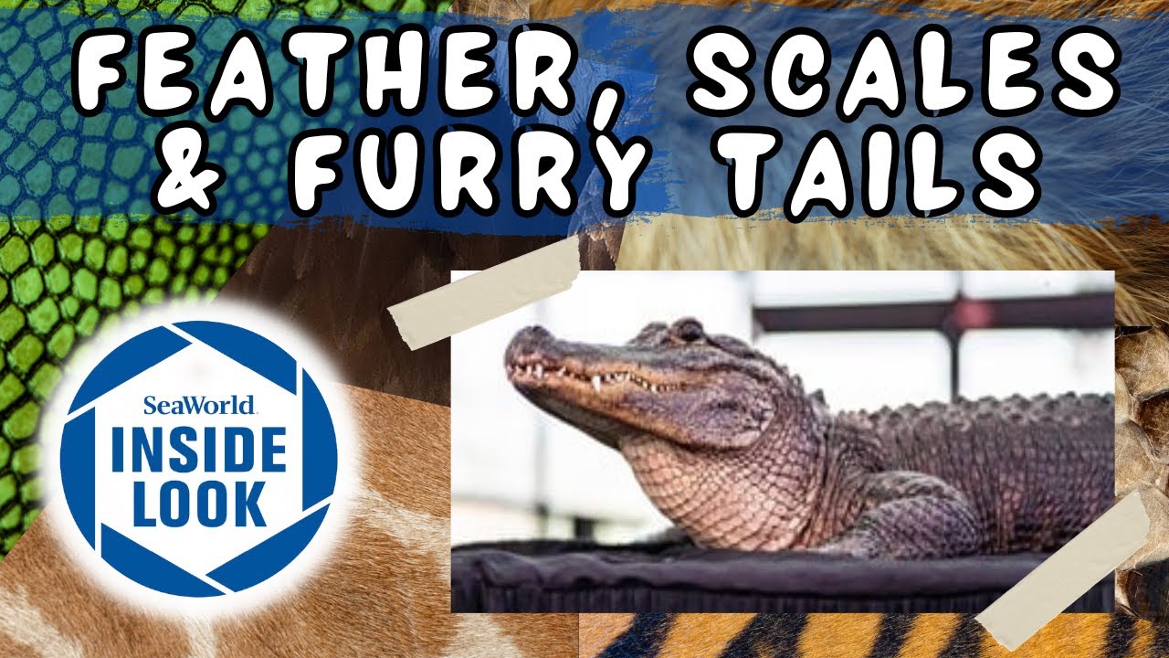 FEATHERS, SCALES and FURRY TAILS - Animal Show - Inside Look at ...