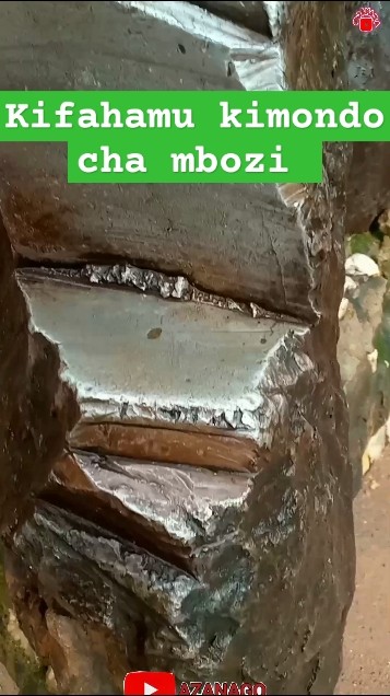 kimondo Cha MBOZI kijue #kimondo #tour #ngorongoro #mikumi @tanzania ...