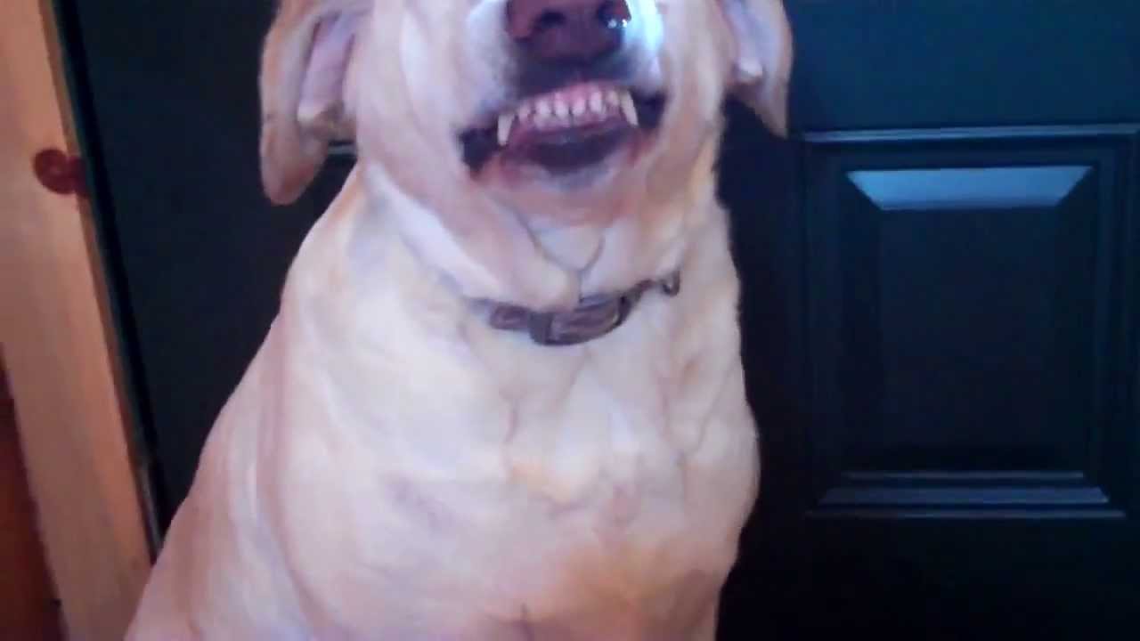 Denver Official Guilty Dog Video www facebook com guiltydog - YouTube