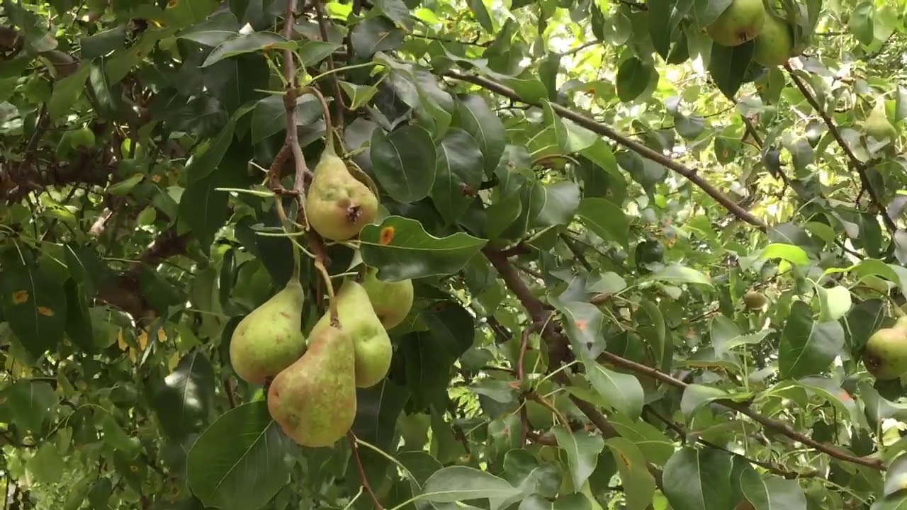 🍐 Pear Tree - Home Grown Pears, Best Fruit Tree for Garden - YouTube