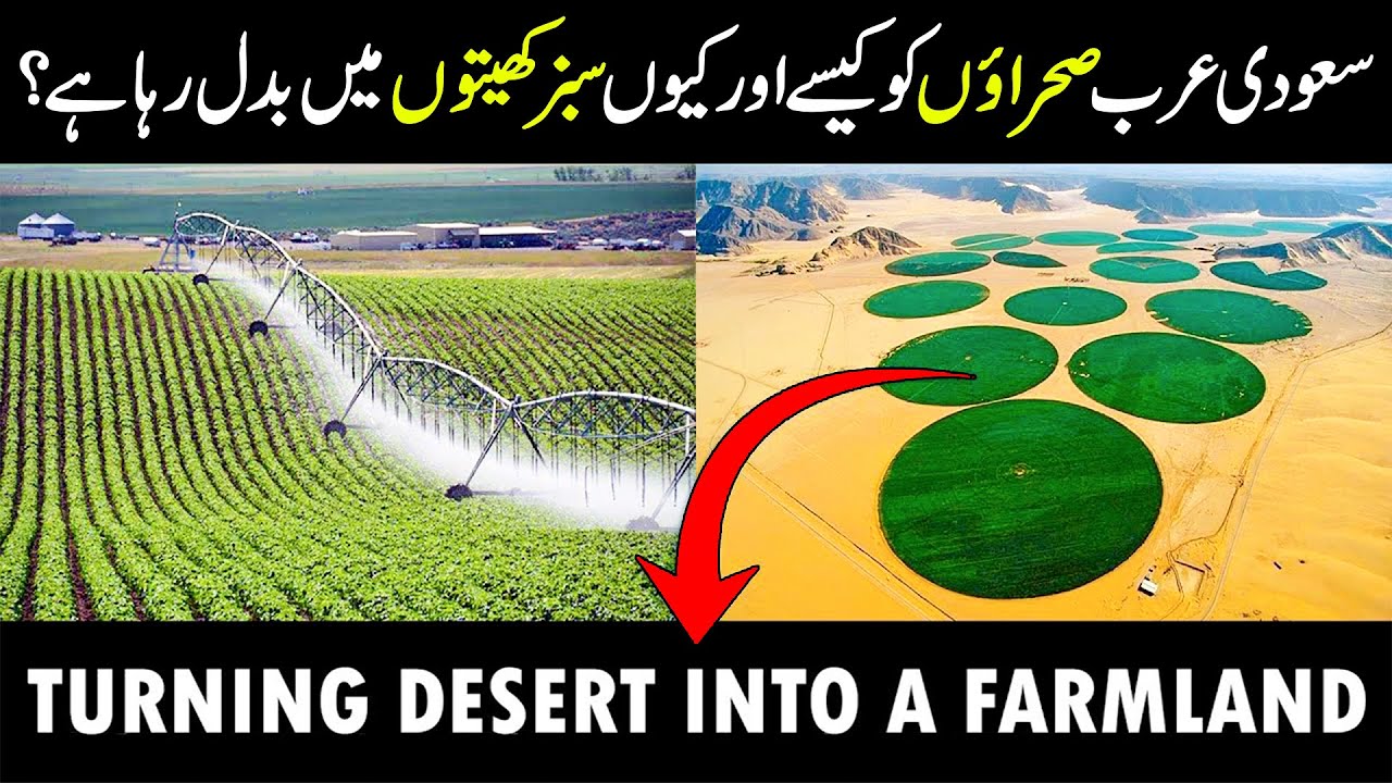 How Saudi Arabia Turning Deserts Into Green 🌱 Saudi Arabia Desert Turns ...