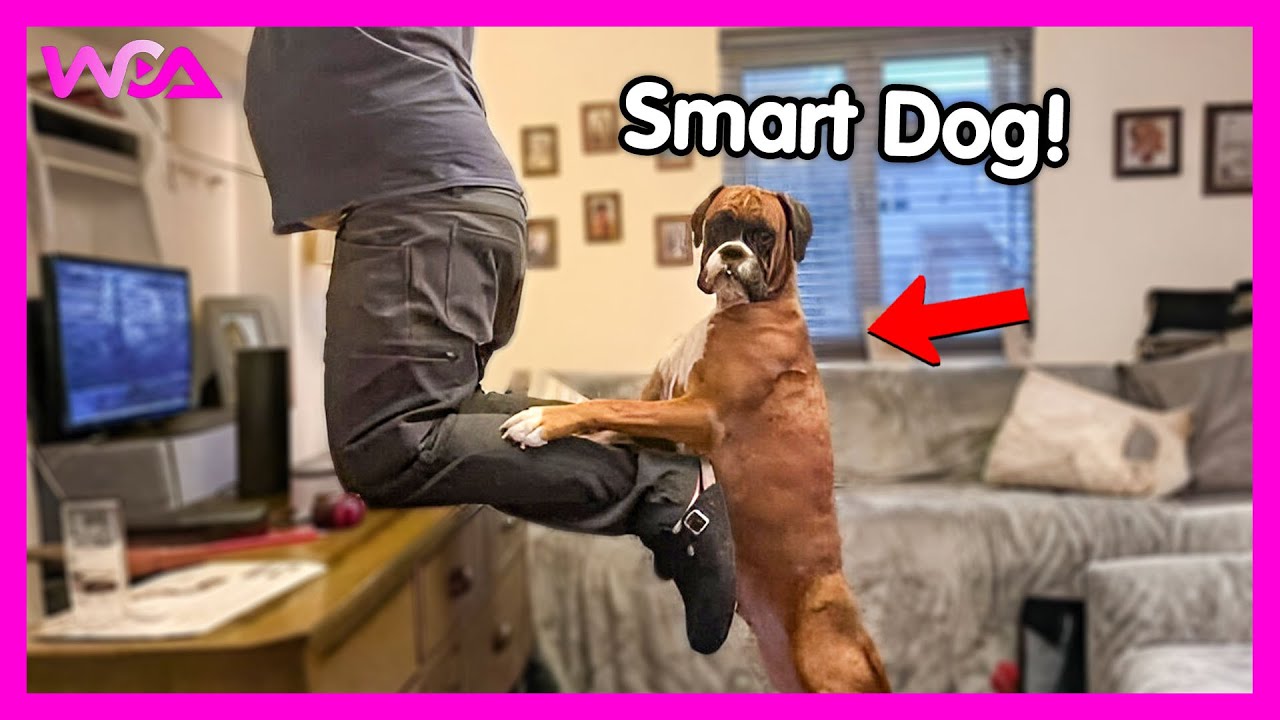 🐶 Dogs Solving Problems Like Humans! 🧠 | Smart Dogs Compilation 2025 ...