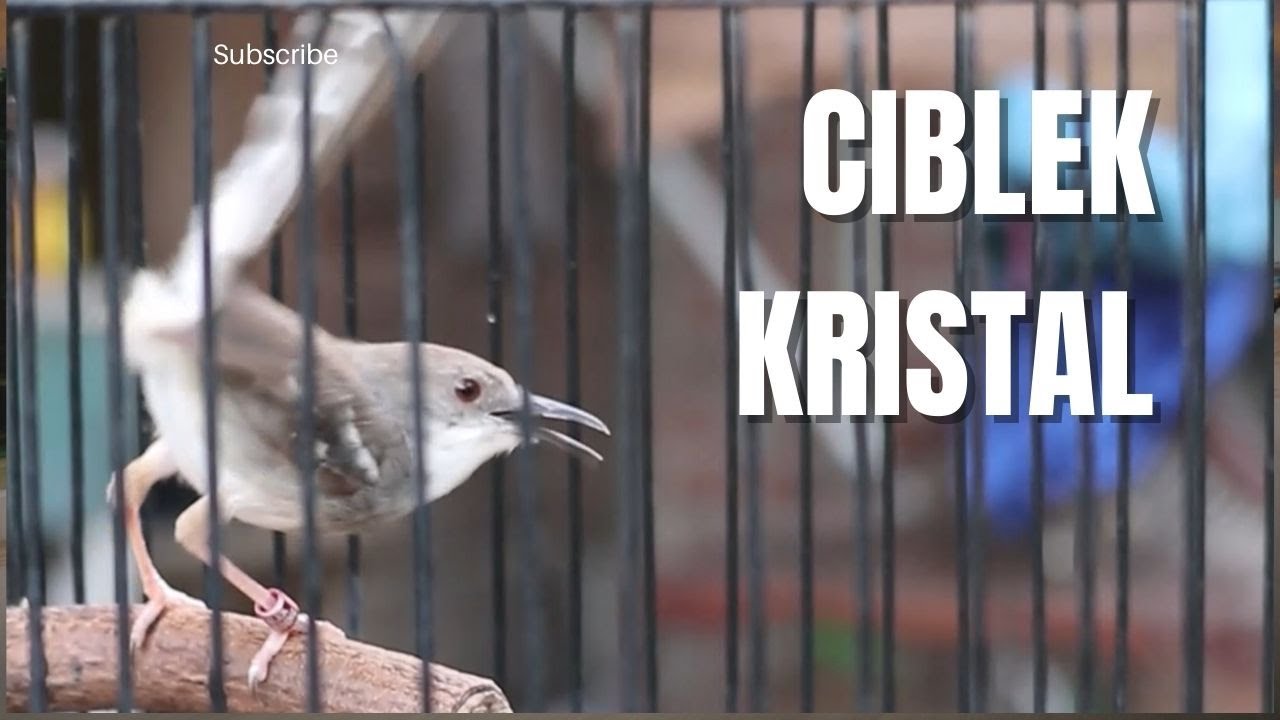 Ciblek Kristal Gacor Untuk Masteran Burung Cikris Ciblek Gunung Dan Ciblek Semi - YouTube