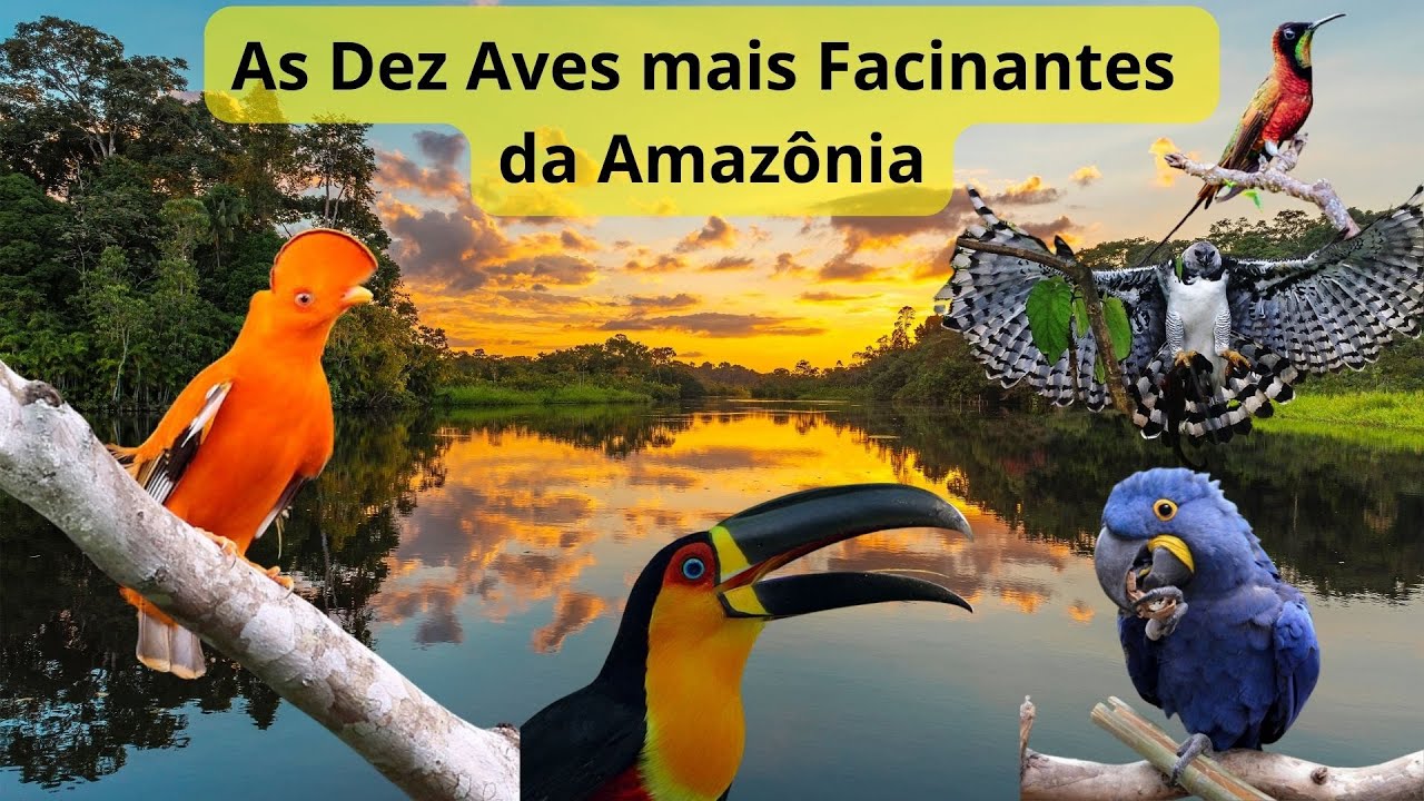 As 10 Aves Mais Fascinantes da Amazônia - YouTube