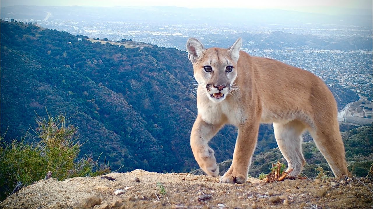 A Mountain Lion Up On The Ridge Above The San Gabriel Valley - YouTube