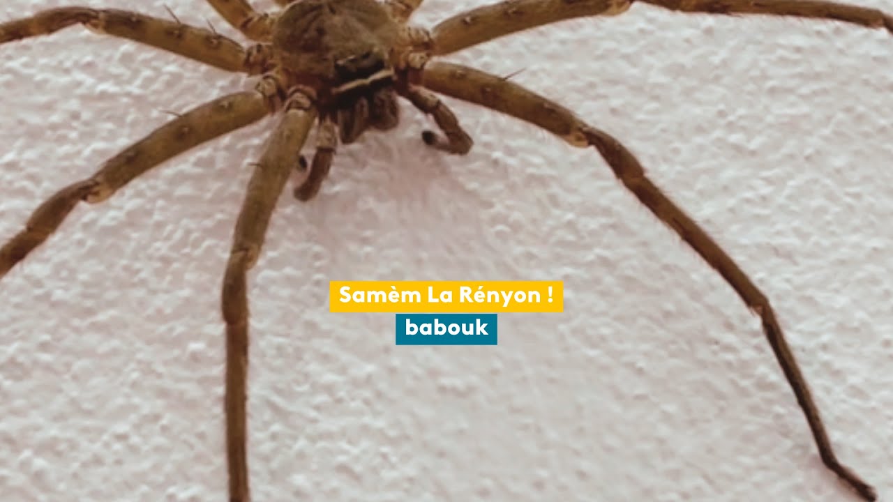 Samèm La Rényon, babouk - YouTube