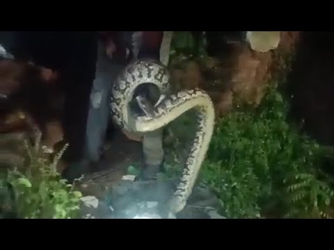 8 FEET PYTHON SNAKE IN NTR COLONY PEOPLE AFRAID OF IT HOLD THE SNAKE ...