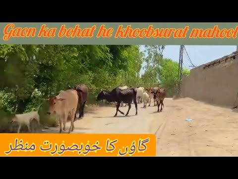 Gaon ka bohat he khoobsurat mahool daisy culture gaon ka | traditional ...