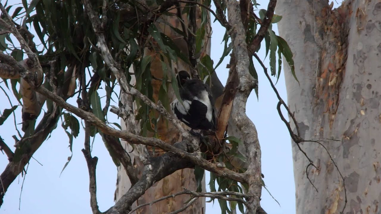 Baby Magpie Preening - YouTube