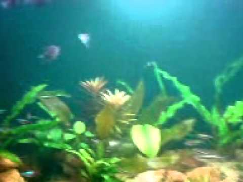 Ich (Ichthyophthirius multifilis).3GP