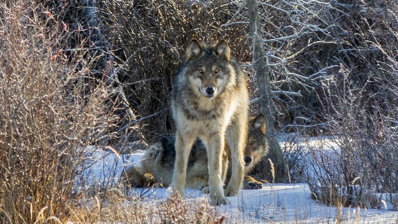 Canadian Wolves after a Successful Hunt in the Rockies - YouTube