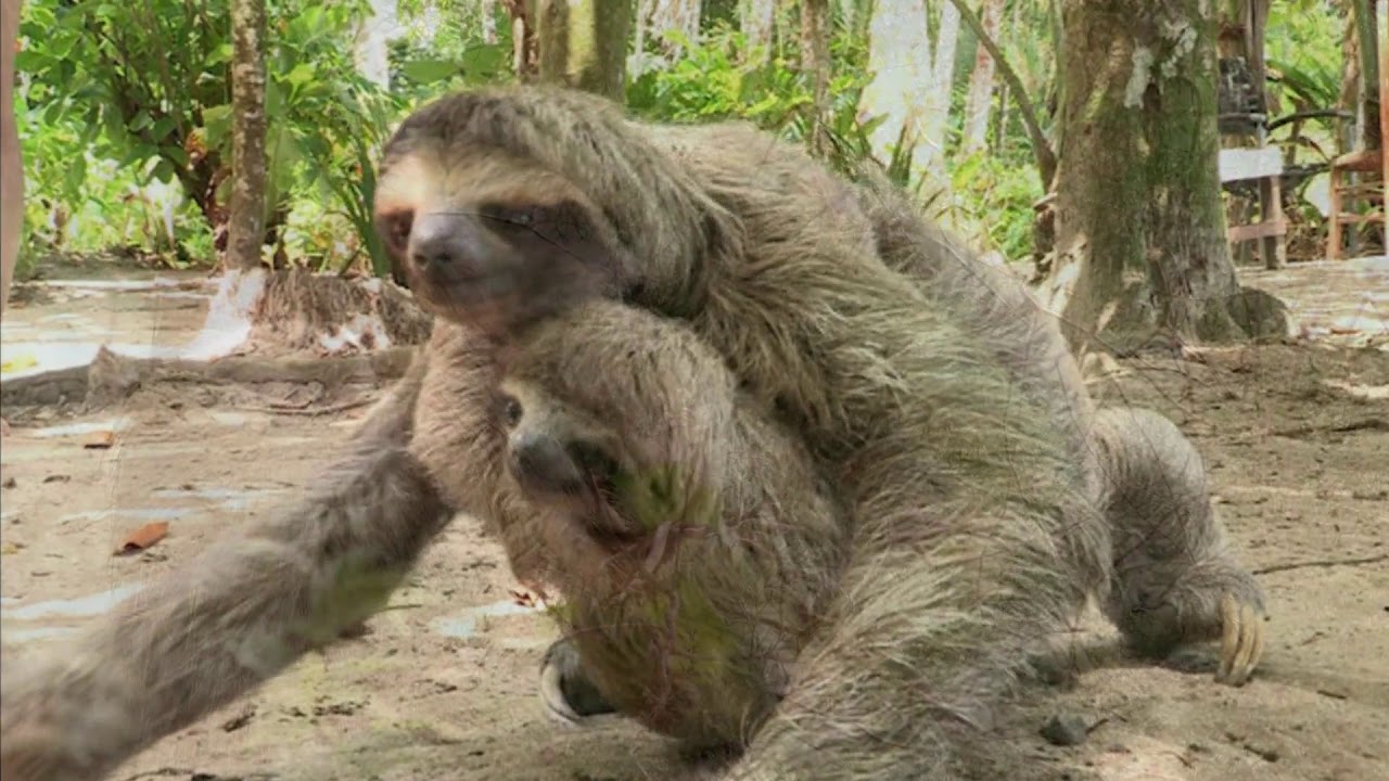 Faultiere in Costa Rica - YouTube