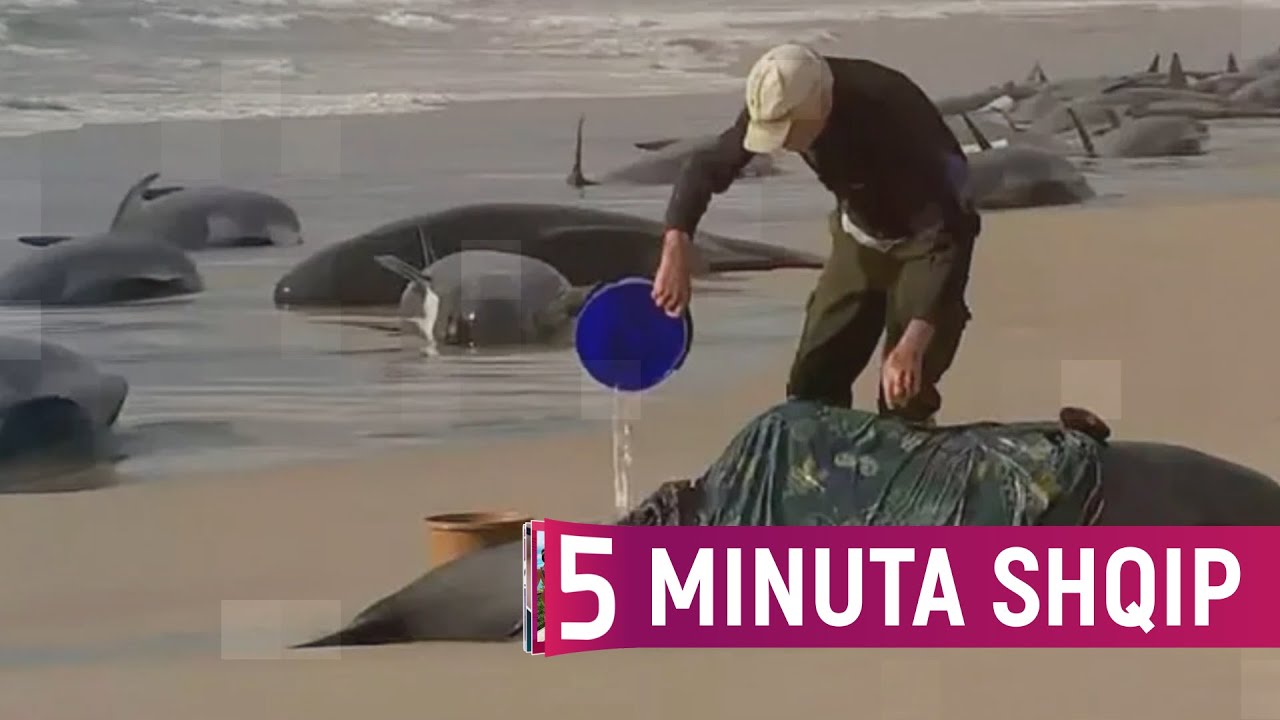 Mbi 200 balena dalin në bregun e Australisë, nuk dihet shkaku - YouTube