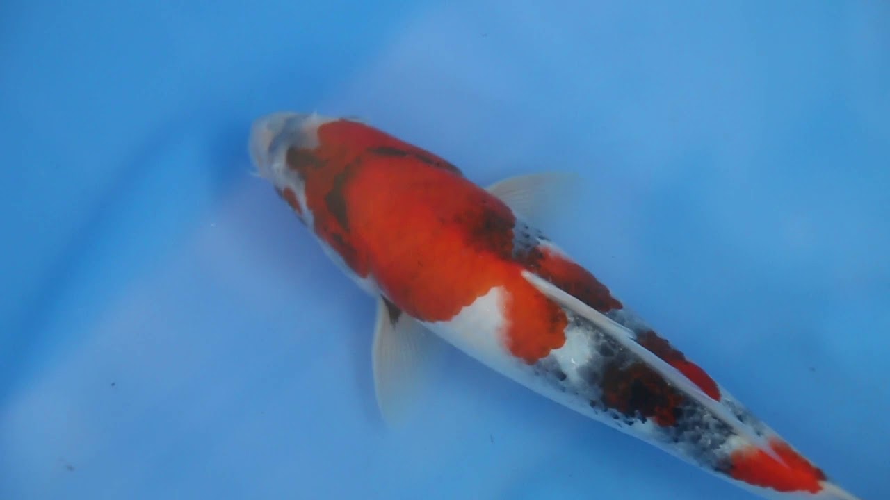 Showa 26cm Female Omosako Koi Farm Bloodline GTR - YouTube