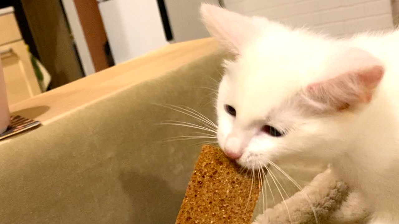 Fiona the cat is also human | Kitty Fiona eats bread - YouTube