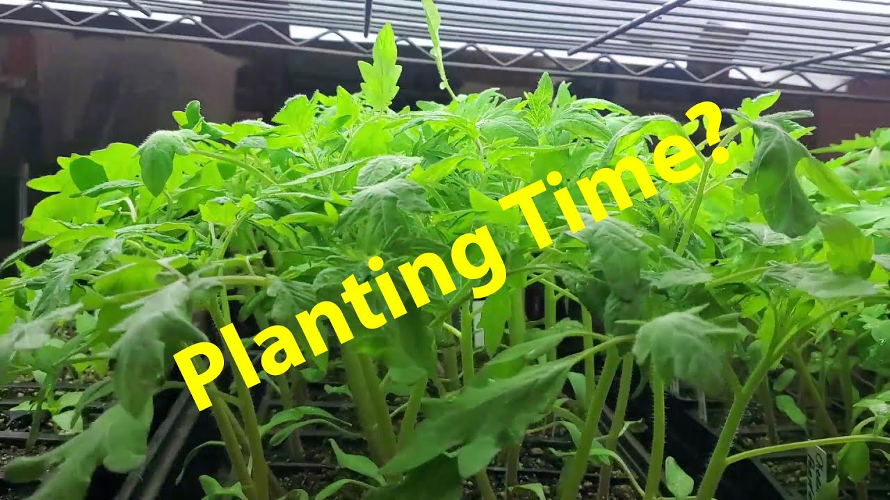 Preparing For Planting February 15th Update - YouTube