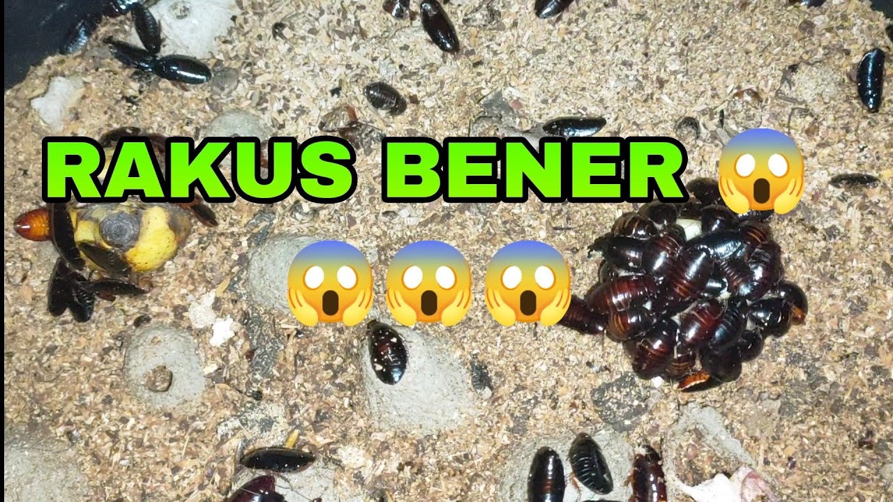 Memberi makan cere Mende,cere menje,terlak,kecoa batu biar gemuk - YouTube