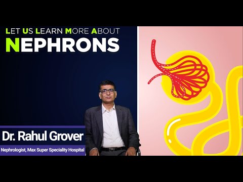 Nephrons: Basic Functioning Unit of the Kidneys