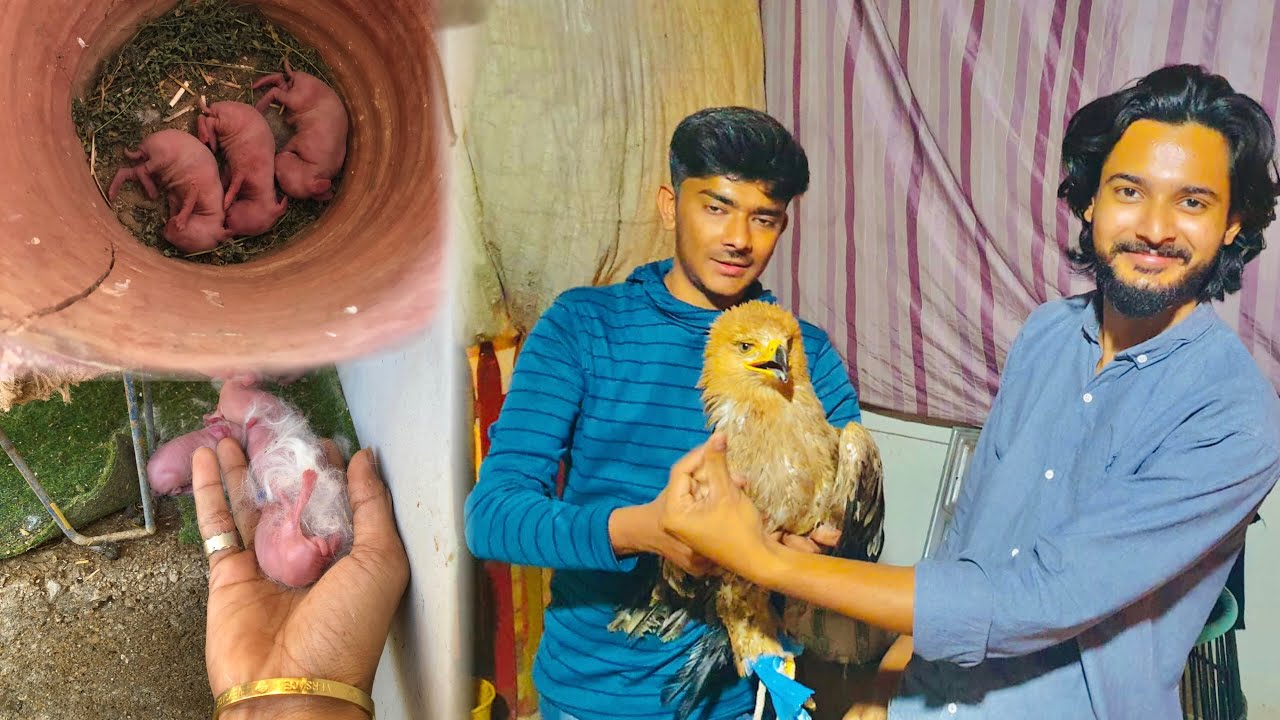 Macher Dani Me Rabbits Ne Bache De Diye😅 Big Eagle Chala Gya🥹 - YouTube