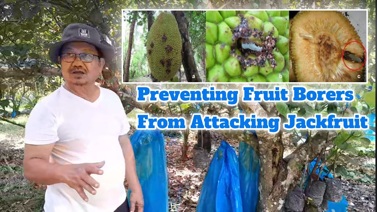 Preventing Fruit Borers From Attacking Jackfruit | Langka Farming in the Philippines - YouTube