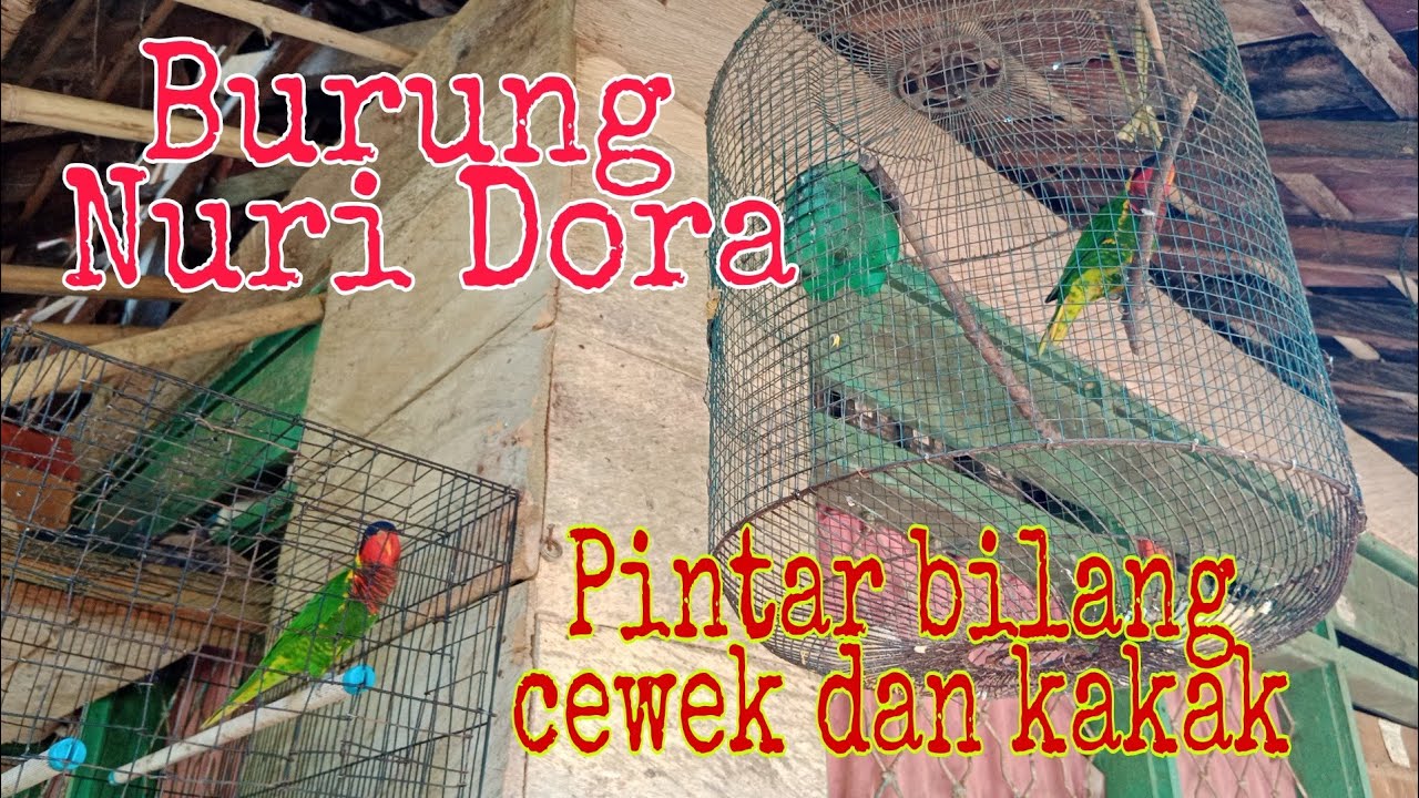 Burung Nuri Dora Pintar Bicara//Burung Gacor - YouTube