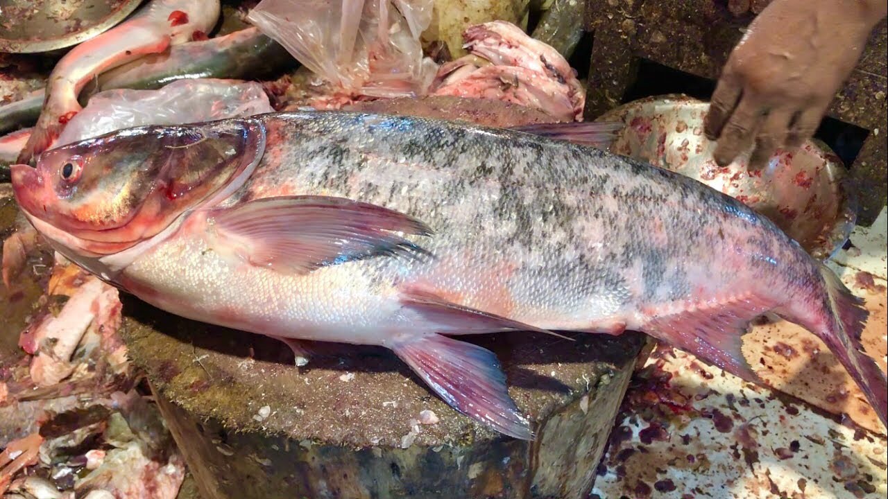 I Tried Cutting Bighead Carp Like A Pro! Fish Cutting Skills in fish ...