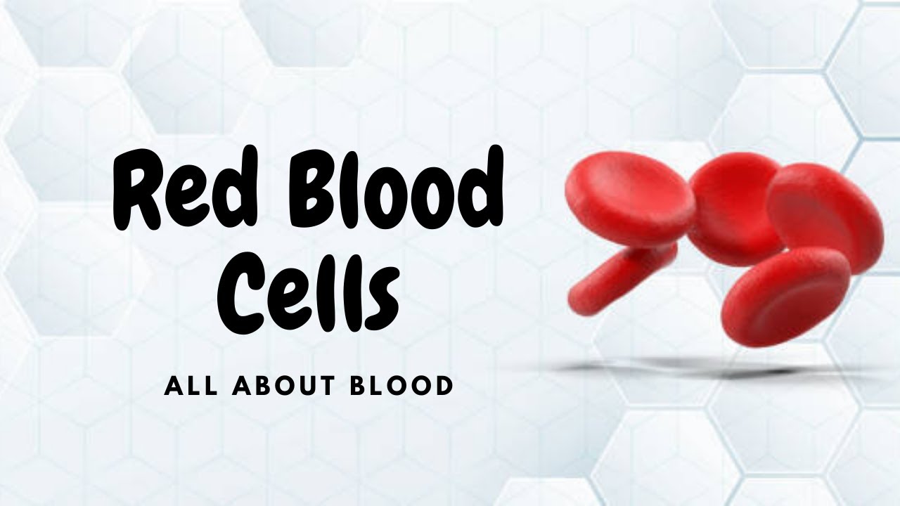 Red Blood Cells - Introduction/Part I - YouTube