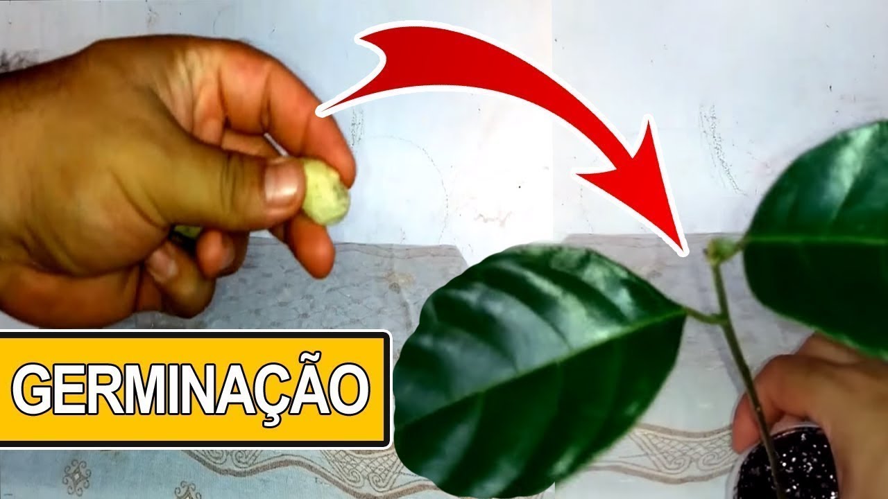 Como germinar SEMENTE de JACA - YouTube