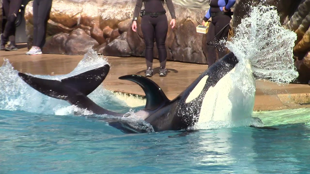 Shouka Mermaid Training Session at SeaWorld San Diego Oct 24, 2021 ...