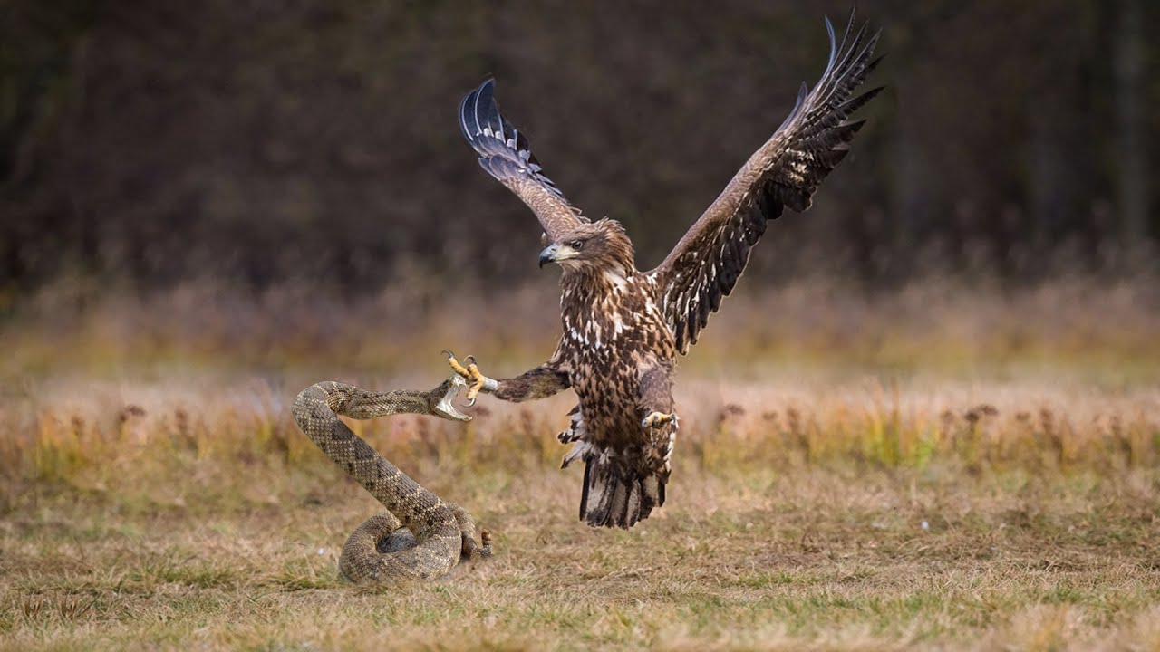 How Eagle Attack Snake - YouTube