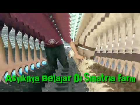 Asyiknya Belajar Beternak Domba di Sinatria Farm (bagian2) - YouTube