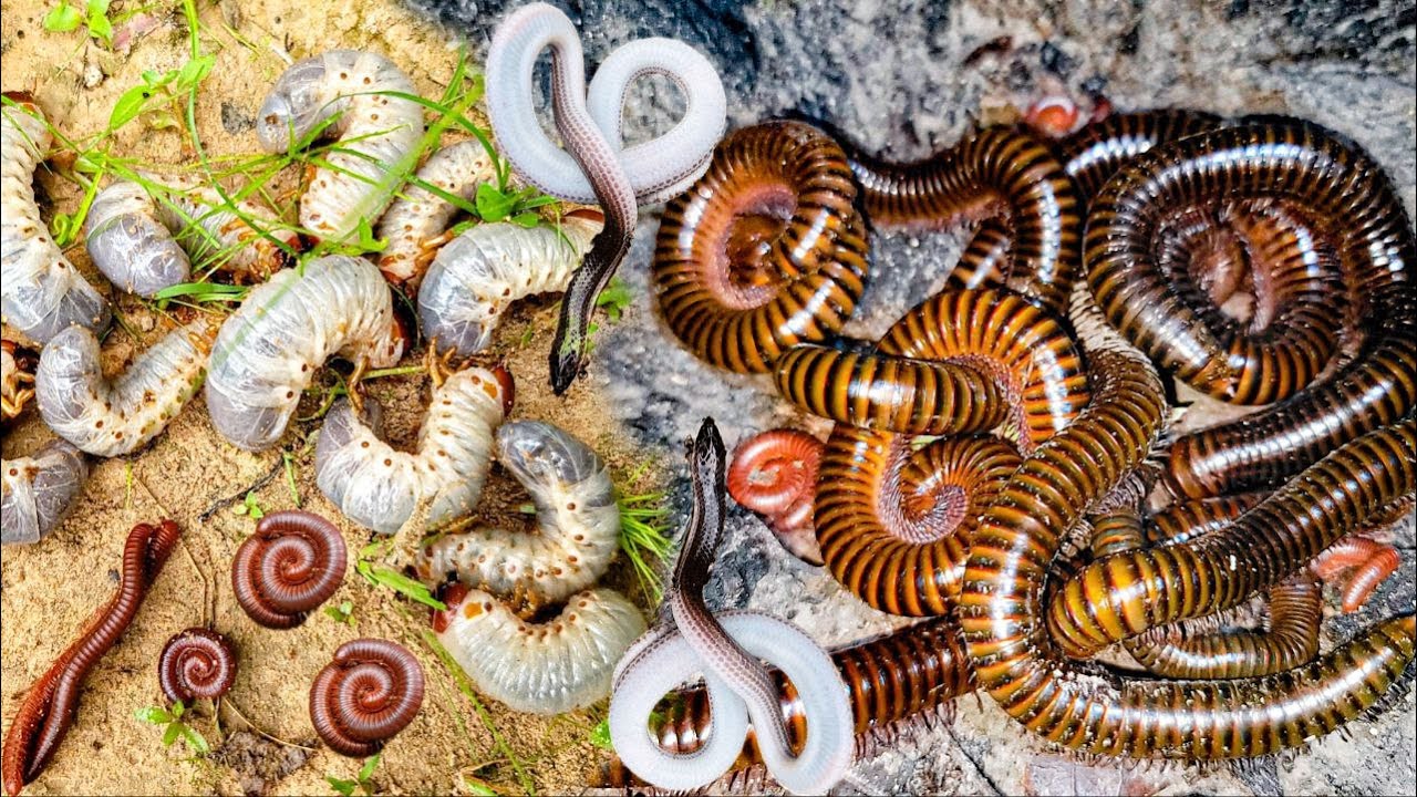 Looking Insect, Release insects Have Meet Millipede ,Beetle Worm ...