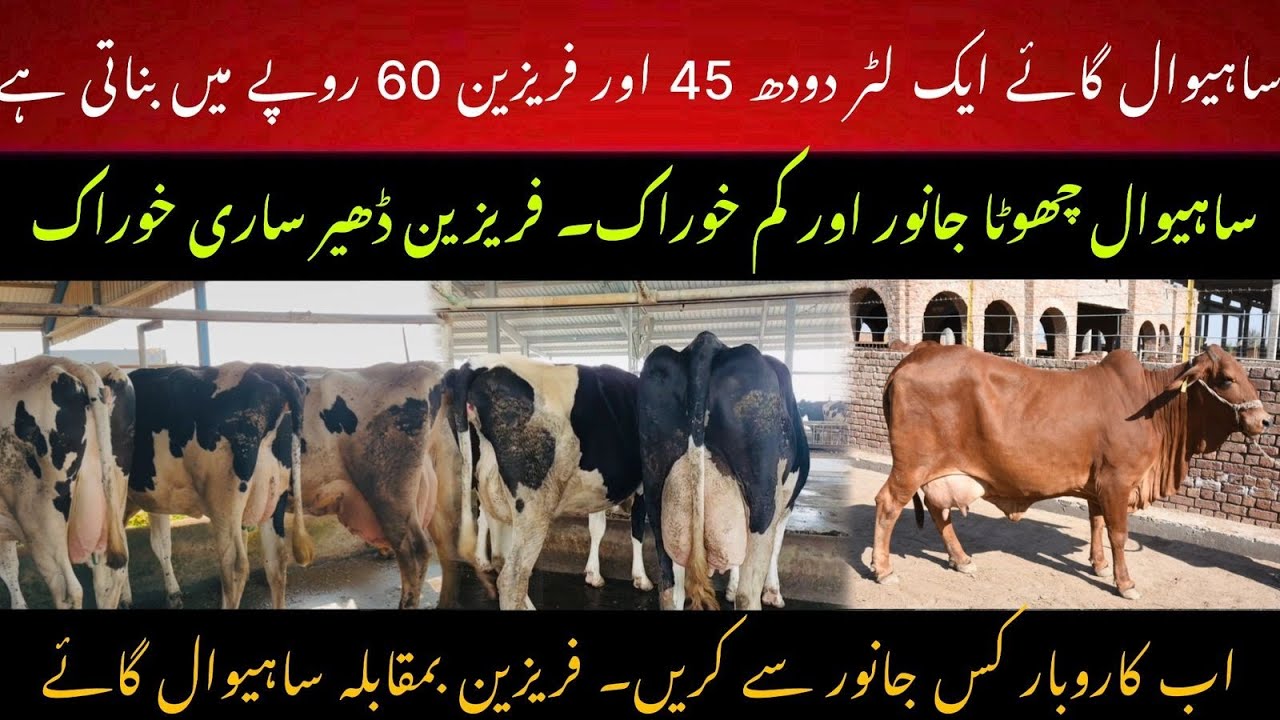 Sahiwal cow profit vs Friesian cow profit II Dairy feasibility 2025 II ...