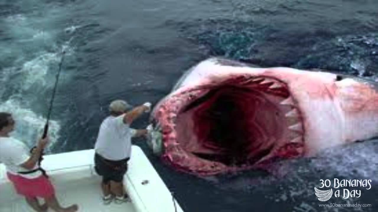 The Megalodon Shark - Biggest Shark That Ever Lived Real Or Fake? - YouTube