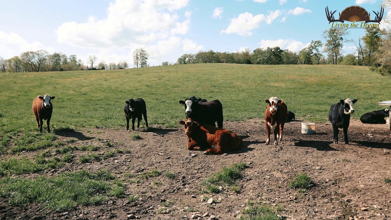 Running Steed Ranch | Edgar Springs, Mo - YouTube