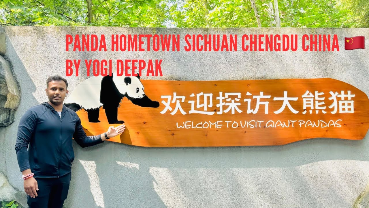 Panda hometown Chengdu Sichuan china 🇨🇳. - YouTube